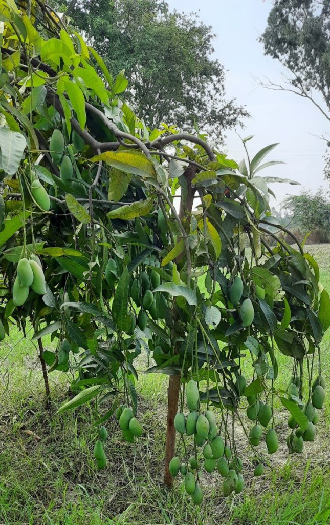 Lucknow, RRS – ICAR-CSSRI :: Central Soil Salinity Research Institute